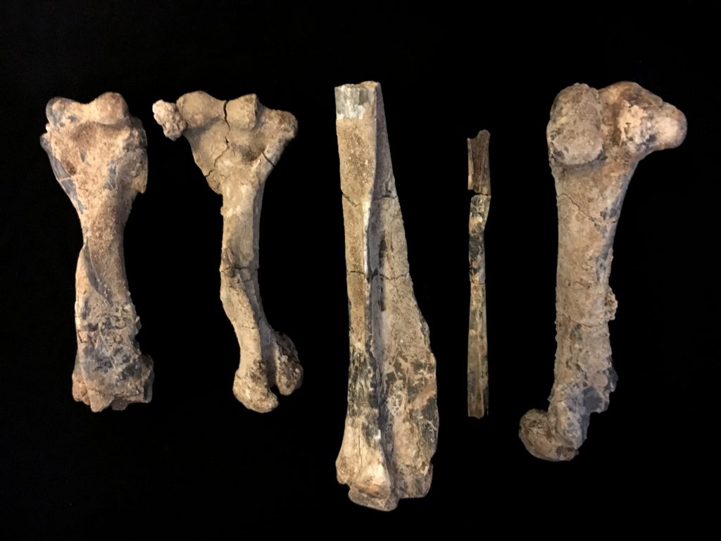 Walk, Don’t Hop - Storyplace